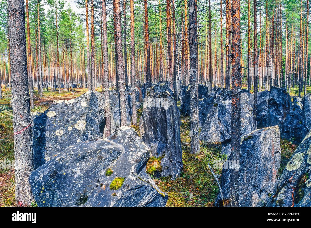 Anti tanks barrier with rocks in line in a woodland Stock Photo - Alamy