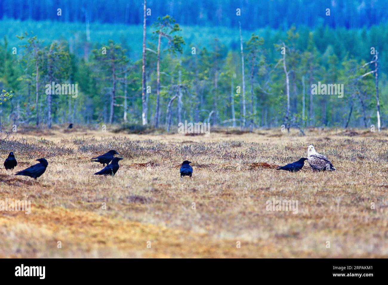 White-tailed eagle sitting on a bog with a flock of Ravens Stock Photo ...