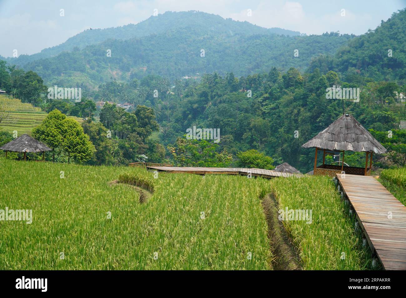 Green rice terrace with gazebo in the middle. Beautiful mountain ...