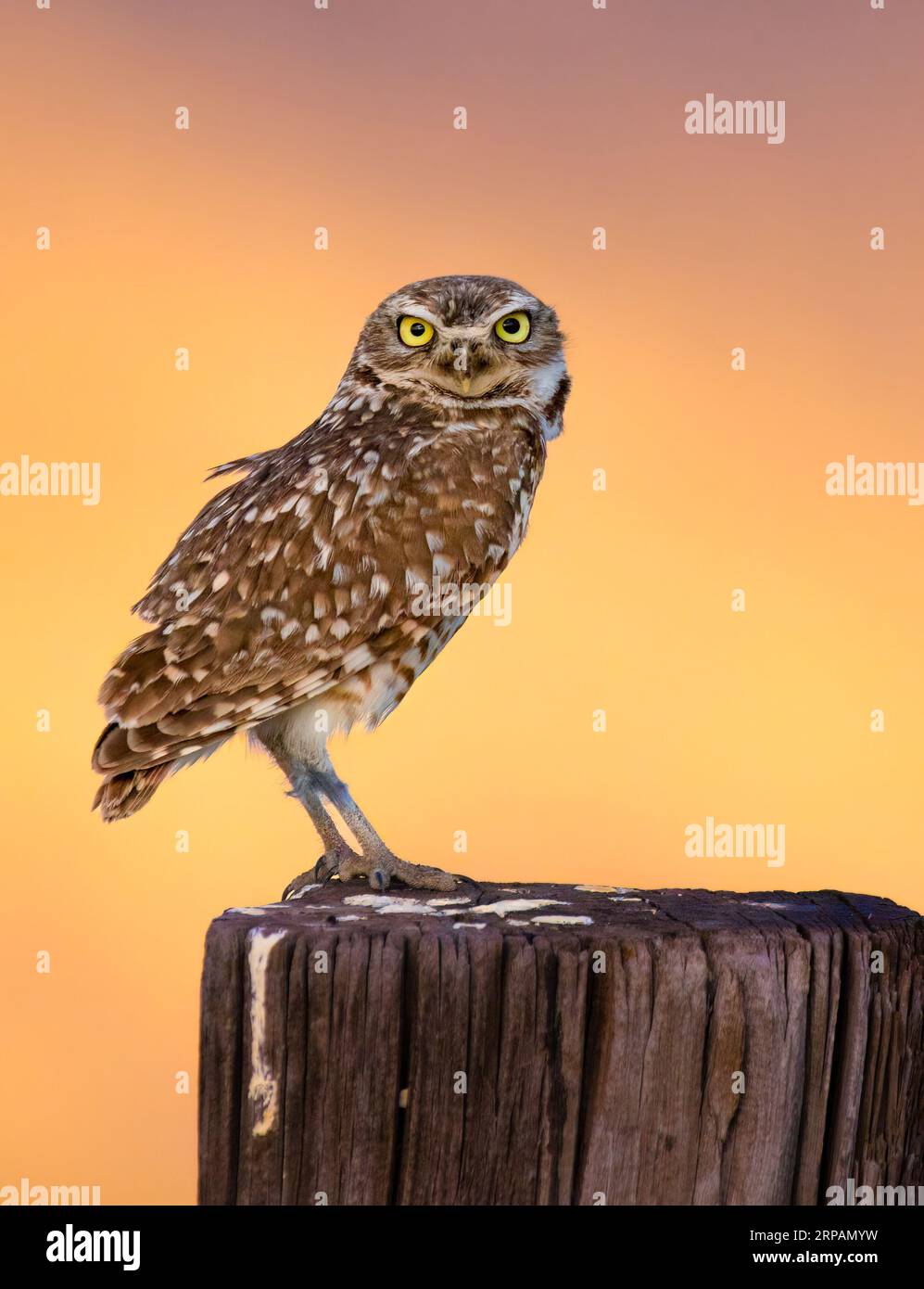A small owl perched atop a post looking back at the camera with its ...