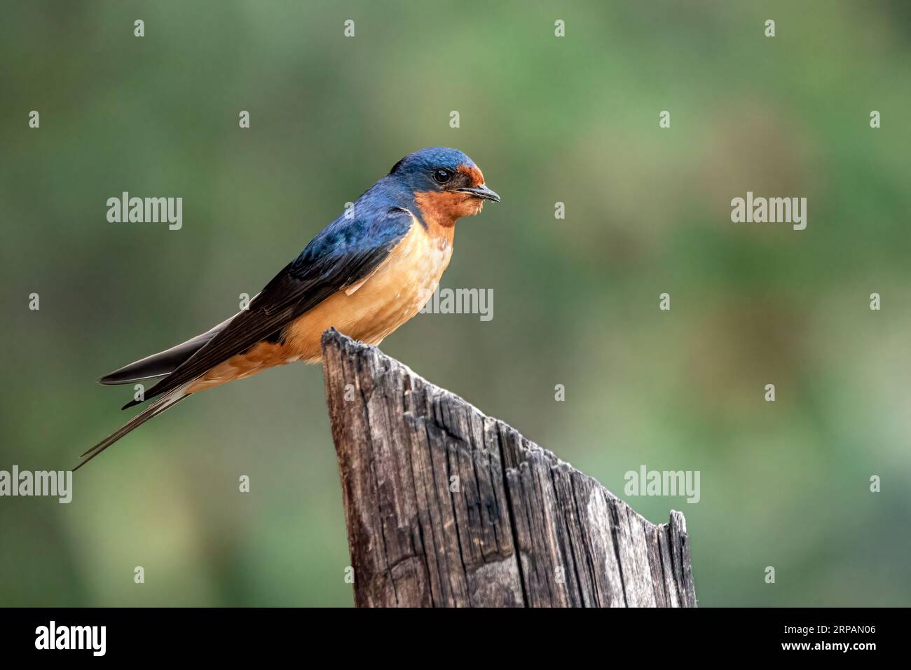 A vibrant blue and yellow bird perches atop a wooden post, gazing off ...