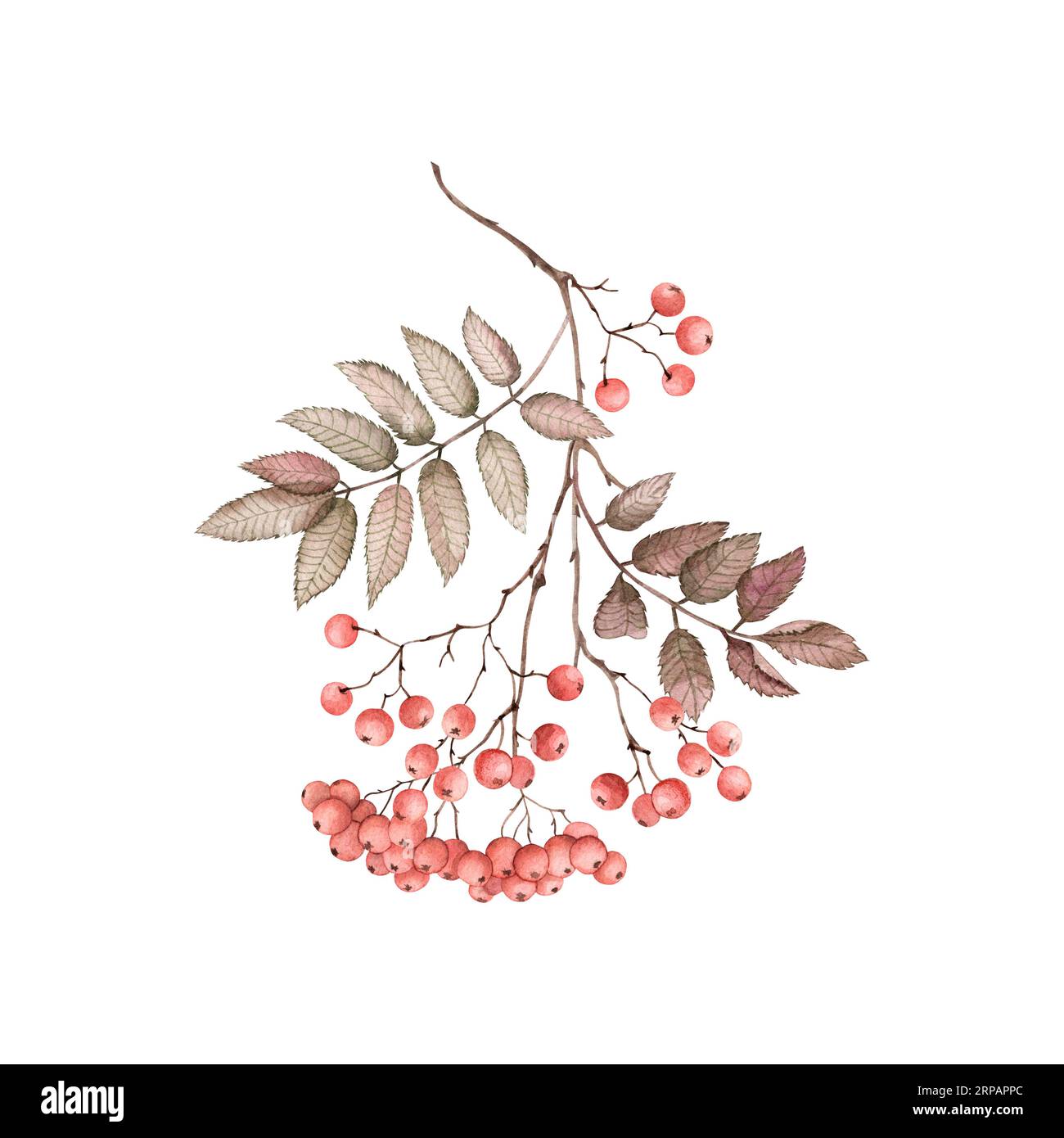 Hand painted watercolor autumn rowan branch with red berries and leaves ...