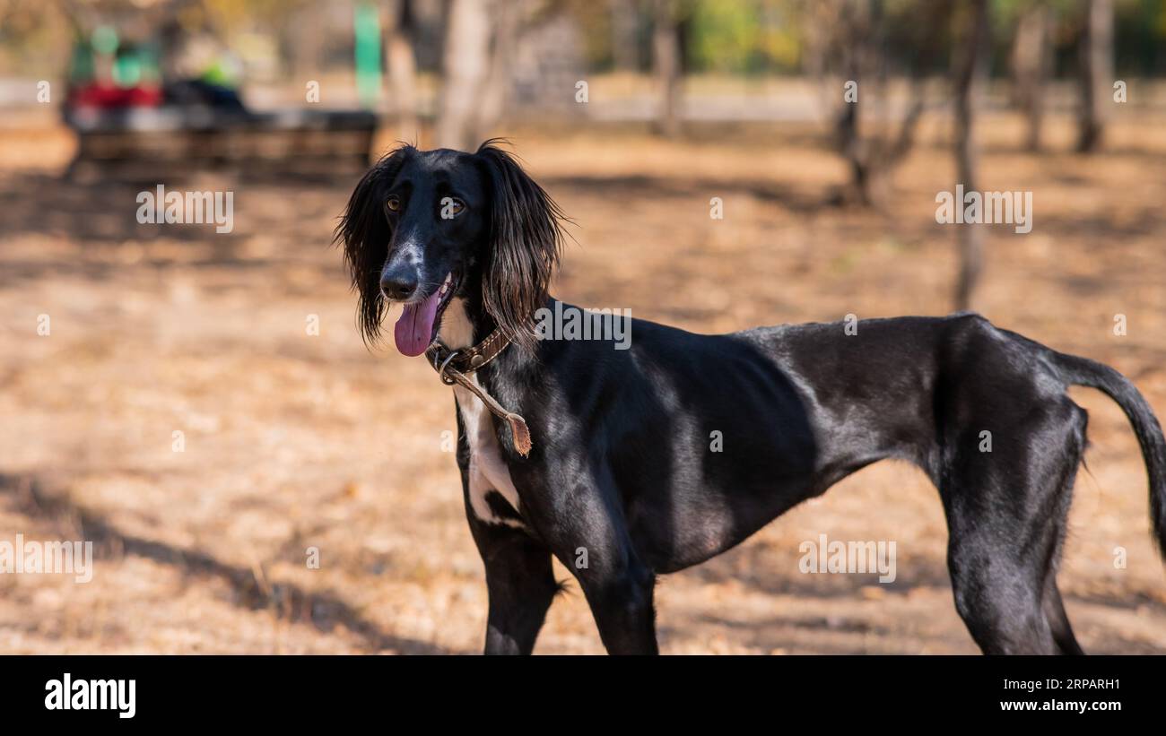 Tazy. Central Asian Greyhound walking in autumn Stock Photo - Alamy
