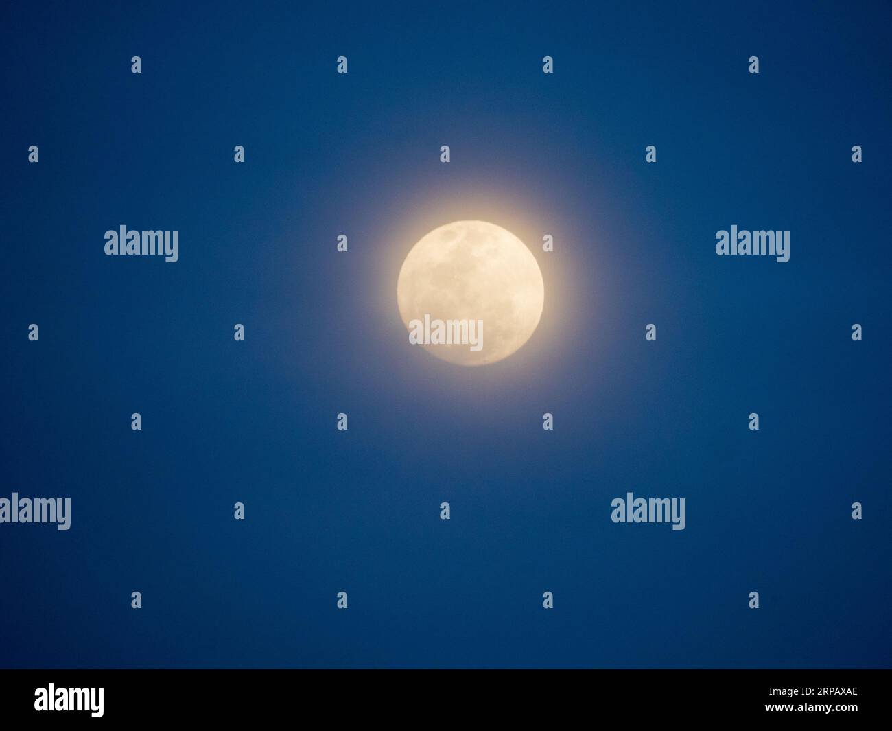 Once in a Blue Supermoon, full moon rising on a dark blue sky for the ...