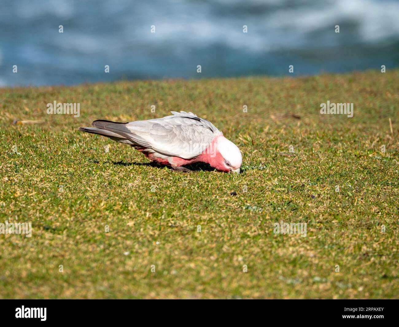 Galah feeding hi-res stock photography and images - Alamy