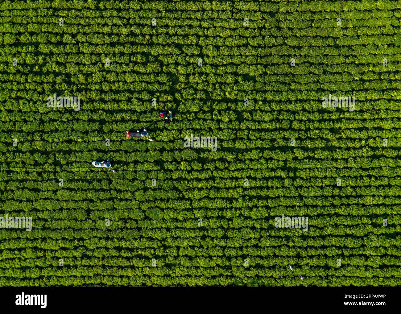 Aerial view of tea plantations on hills in Phu Tho province, Vietnam ...