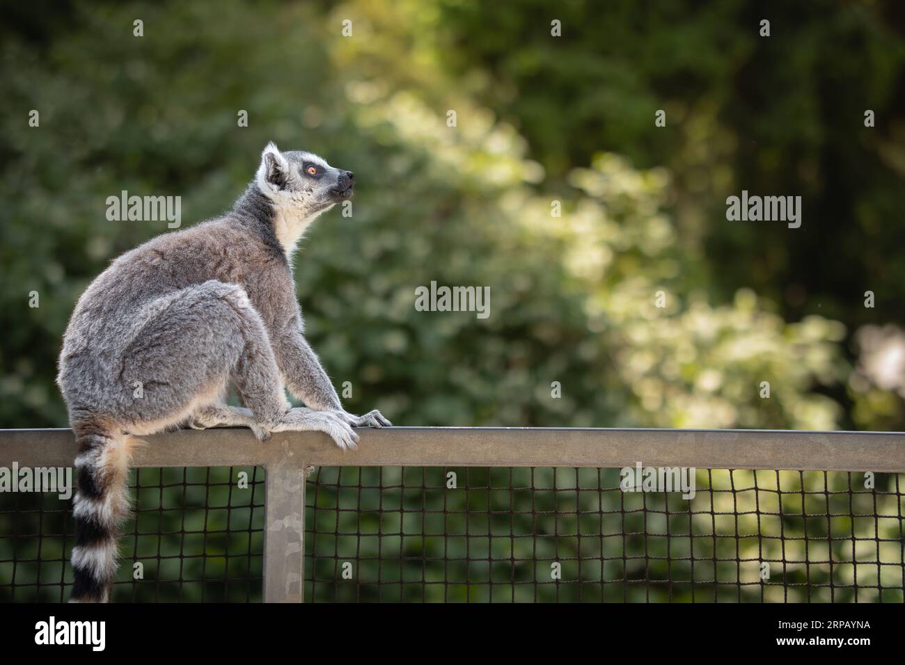 Side Portrait of Ring-Tailed Lemur in Zoo. Cute Profile of Furry Lemur Catta Sitting on Fence in ...