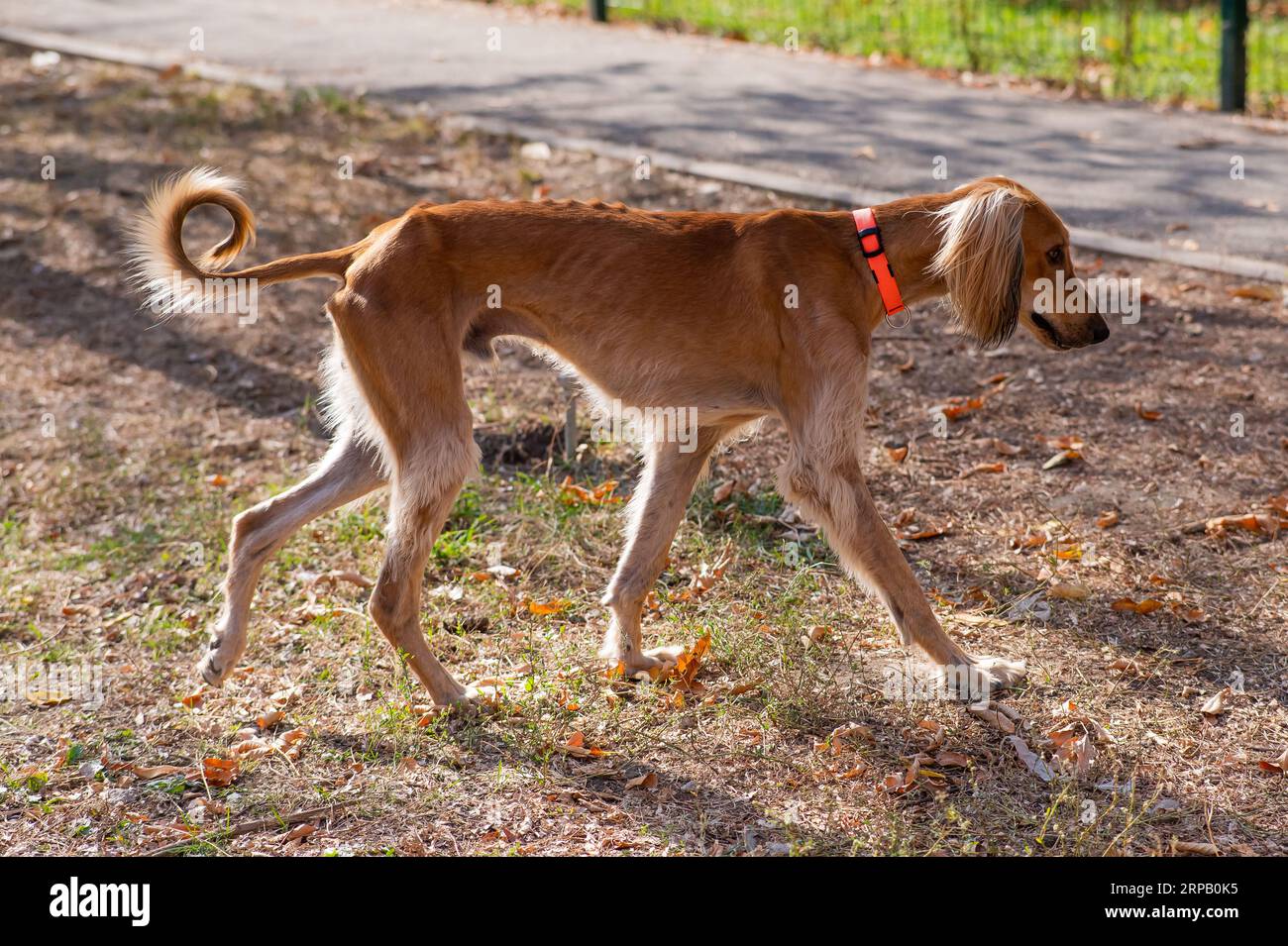 Asian greyhound breed hi-res stock photography and images - Alamy