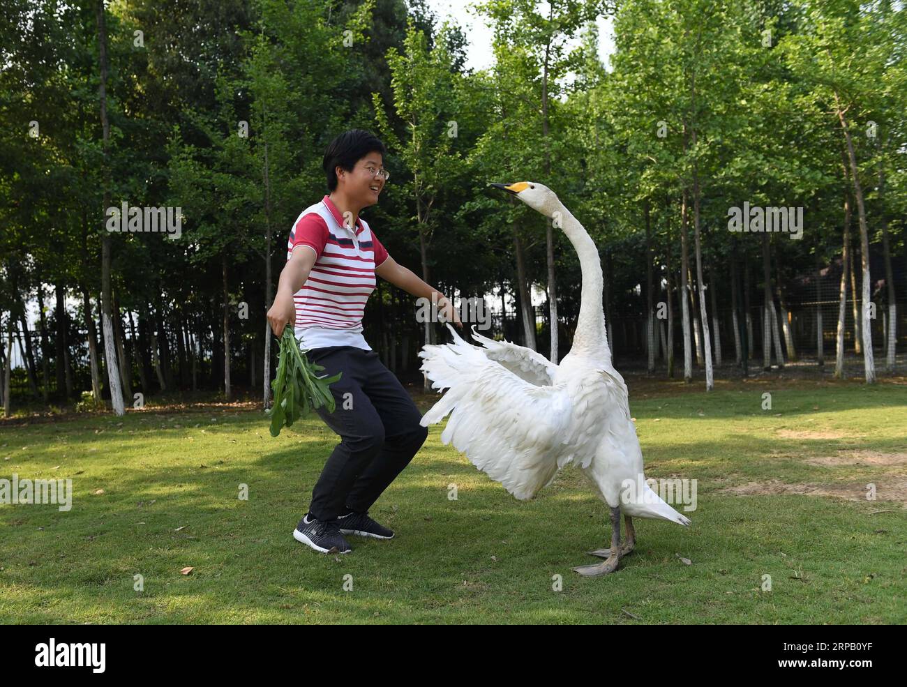 Helping birds to breed hi-res stock photography and images - Alamy