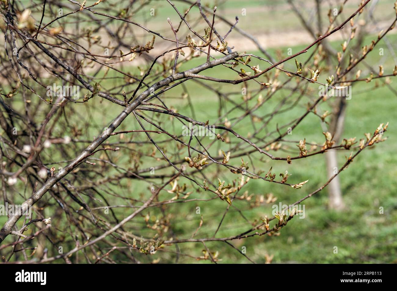 A fresh cut on a branch, spring pruning of trees Stock Photo - Alamy