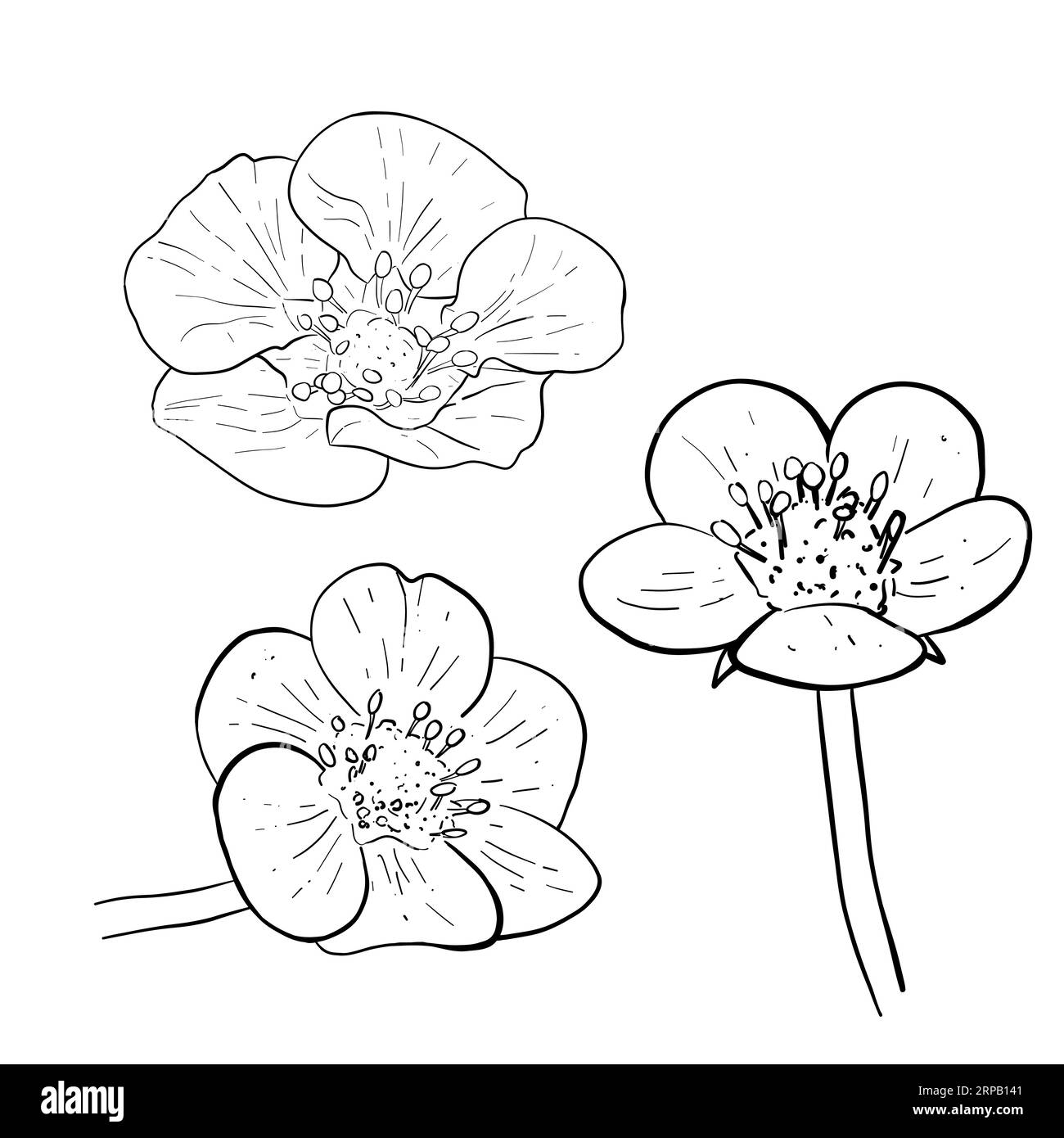 Vector Set Of Hand Drawn Strawberry Flowers Isolated Flowers And Leaves On White Background