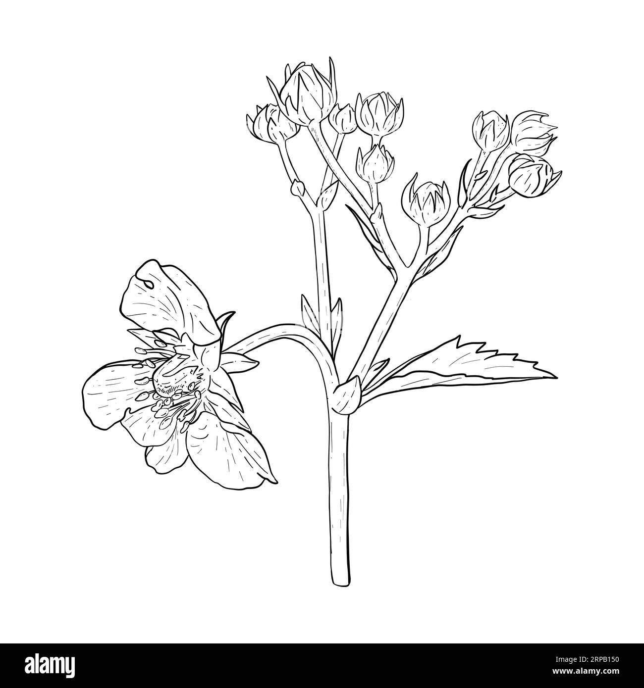Vector outline of strawberry flowers and leaves. Hand drawn sketch of ...