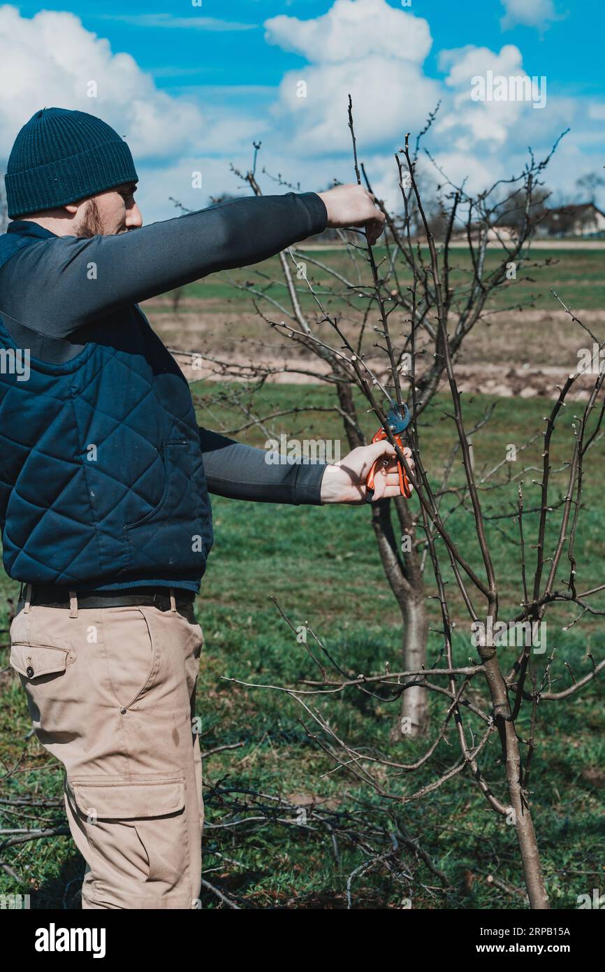 Spring formative pruning of a tree and the formation of a tree crown ...