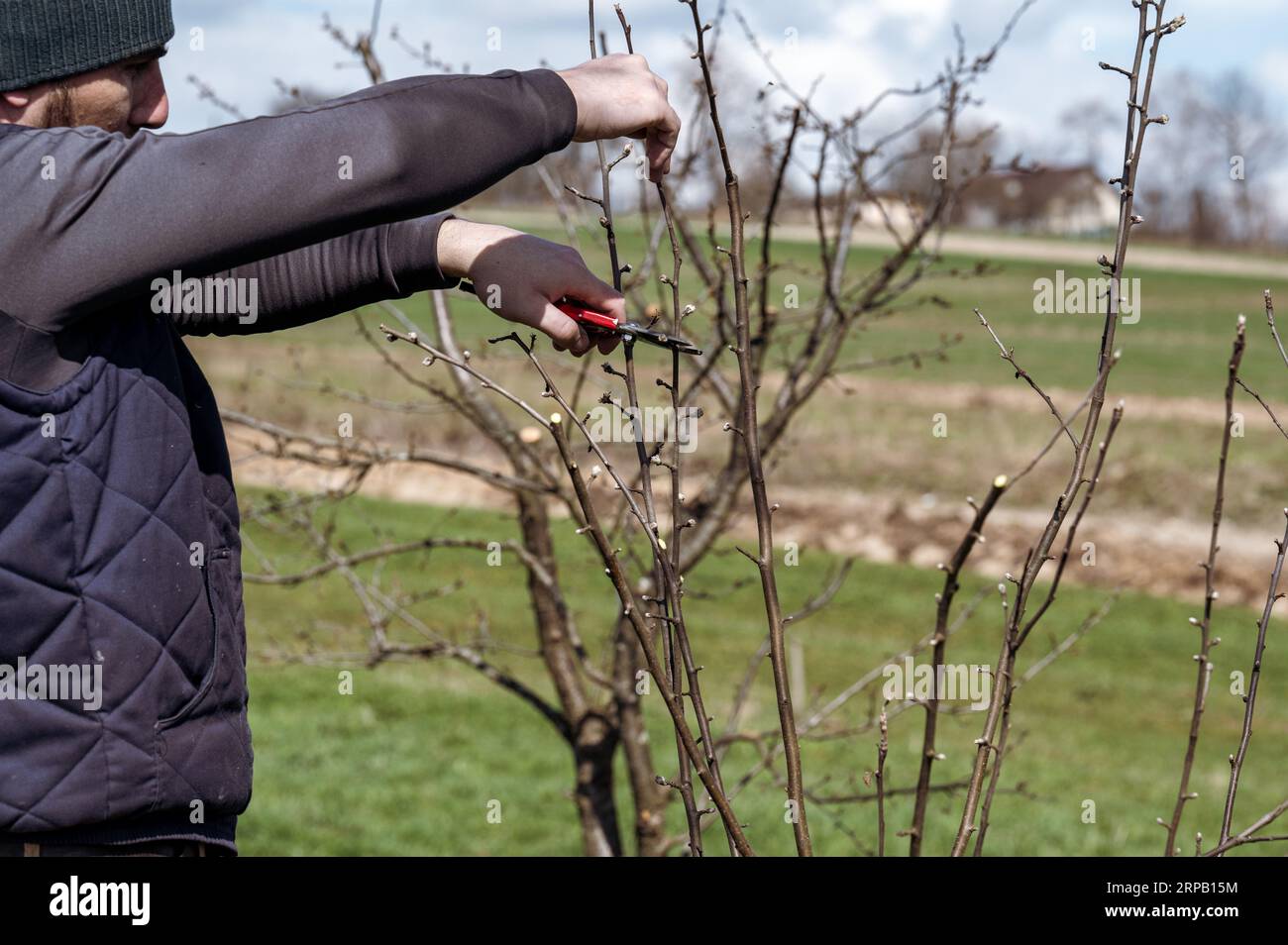 Spring formative pruning of a tree and the formation of a tree crown ...