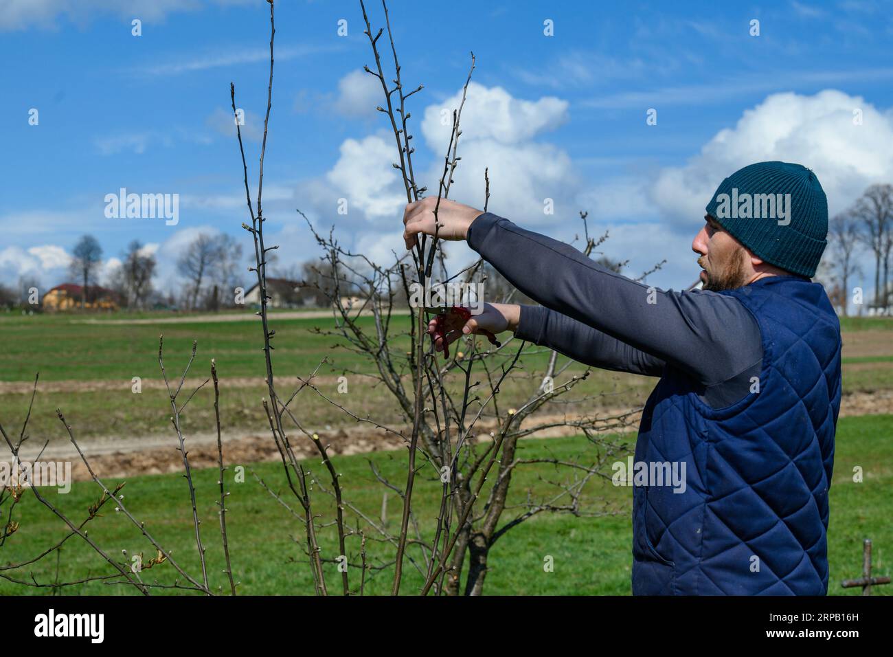 a gardener cuts young branches on a tree using garden shears, formative ...