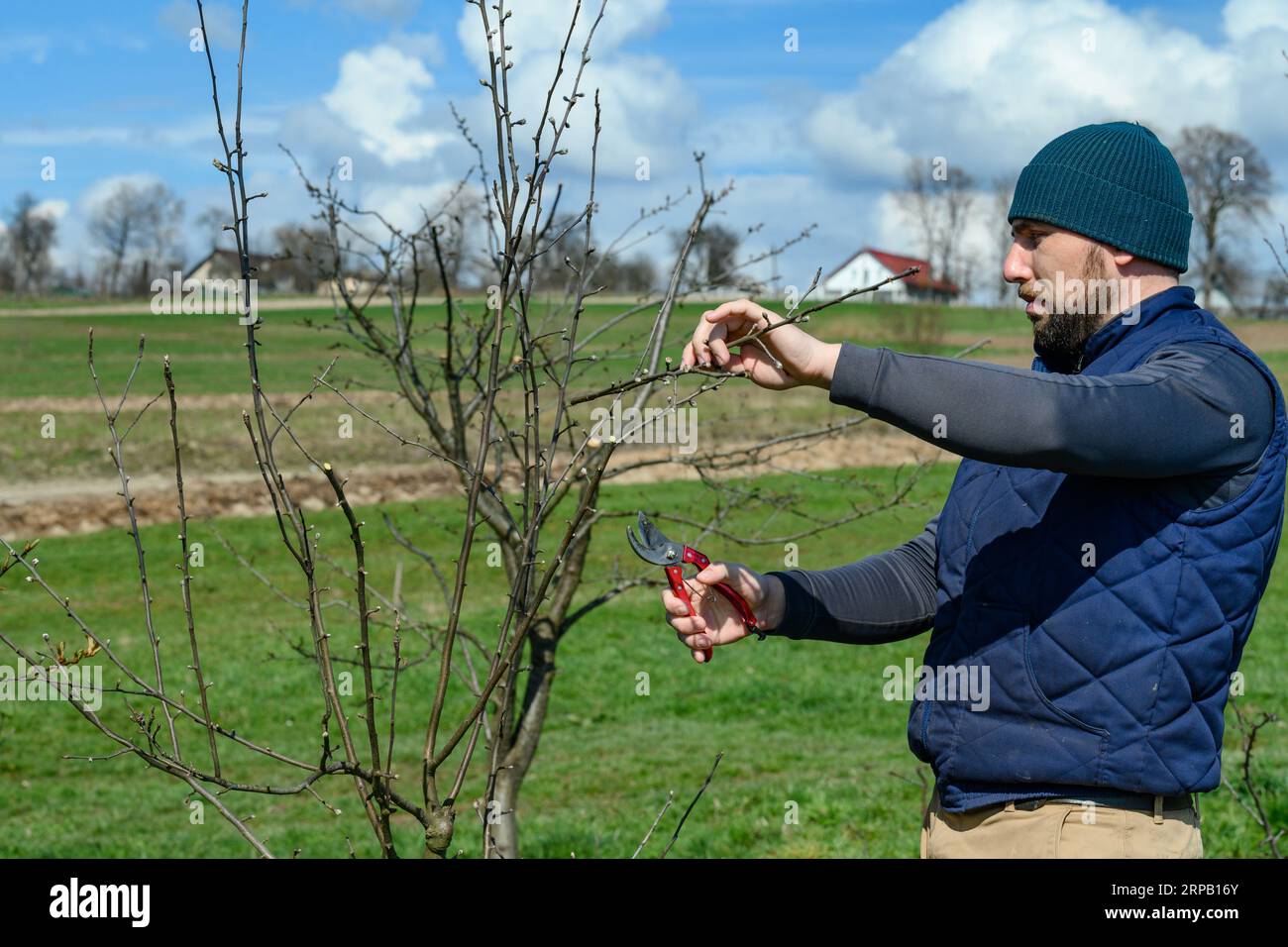 a gardener cuts young branches on a tree using garden shears, formative ...