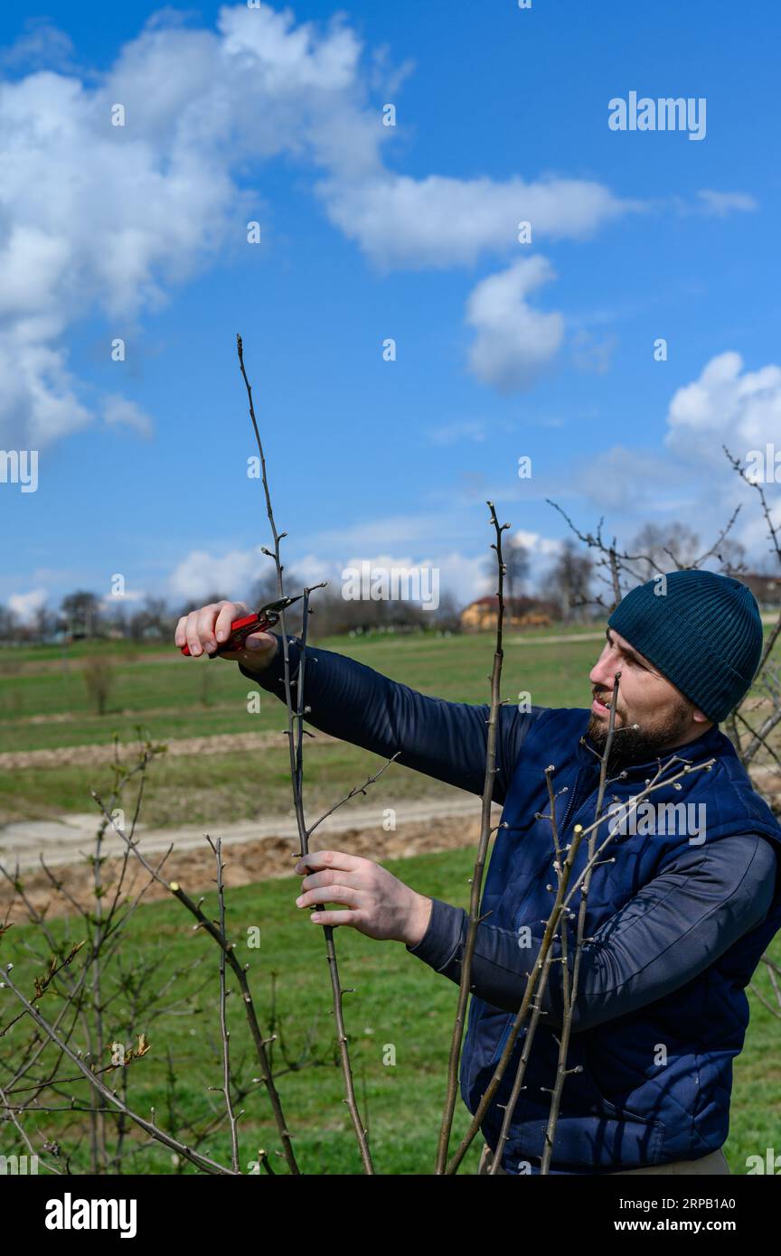 Forming the crown of a tree using spring pruning and removing ...