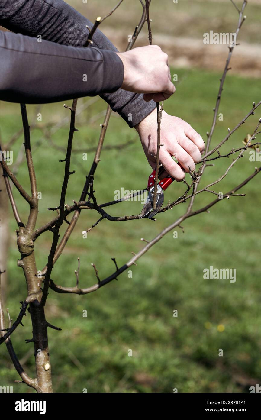 Forming the crown of a tree using spring pruning and removing ...
