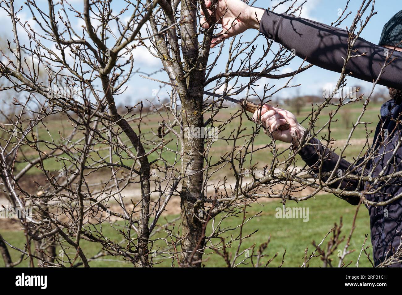 A gardener cuts a large branch on a plum with a saw, spring work in the ...