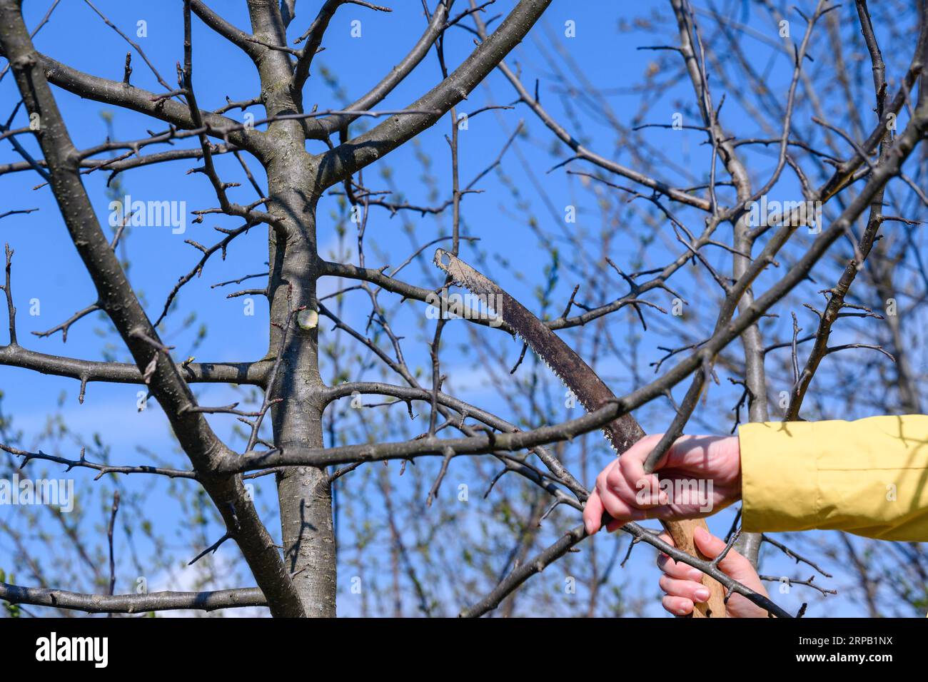 Pruning a young tree with a hand saw in the spring, work in the garden in the spring Stock Photo ...