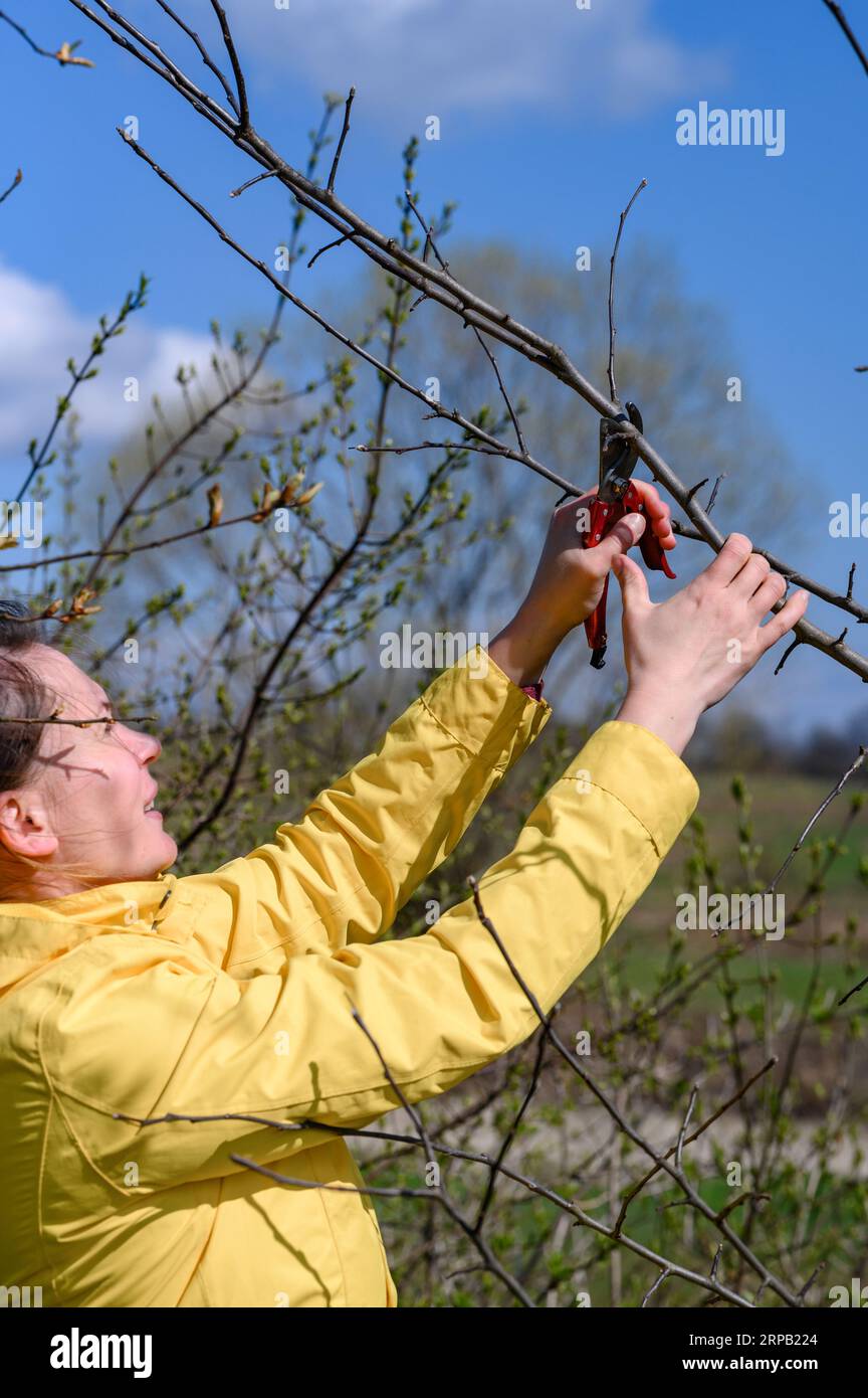 Pruning tree branches in the garden in spring, Woman cuts unnecessary ...