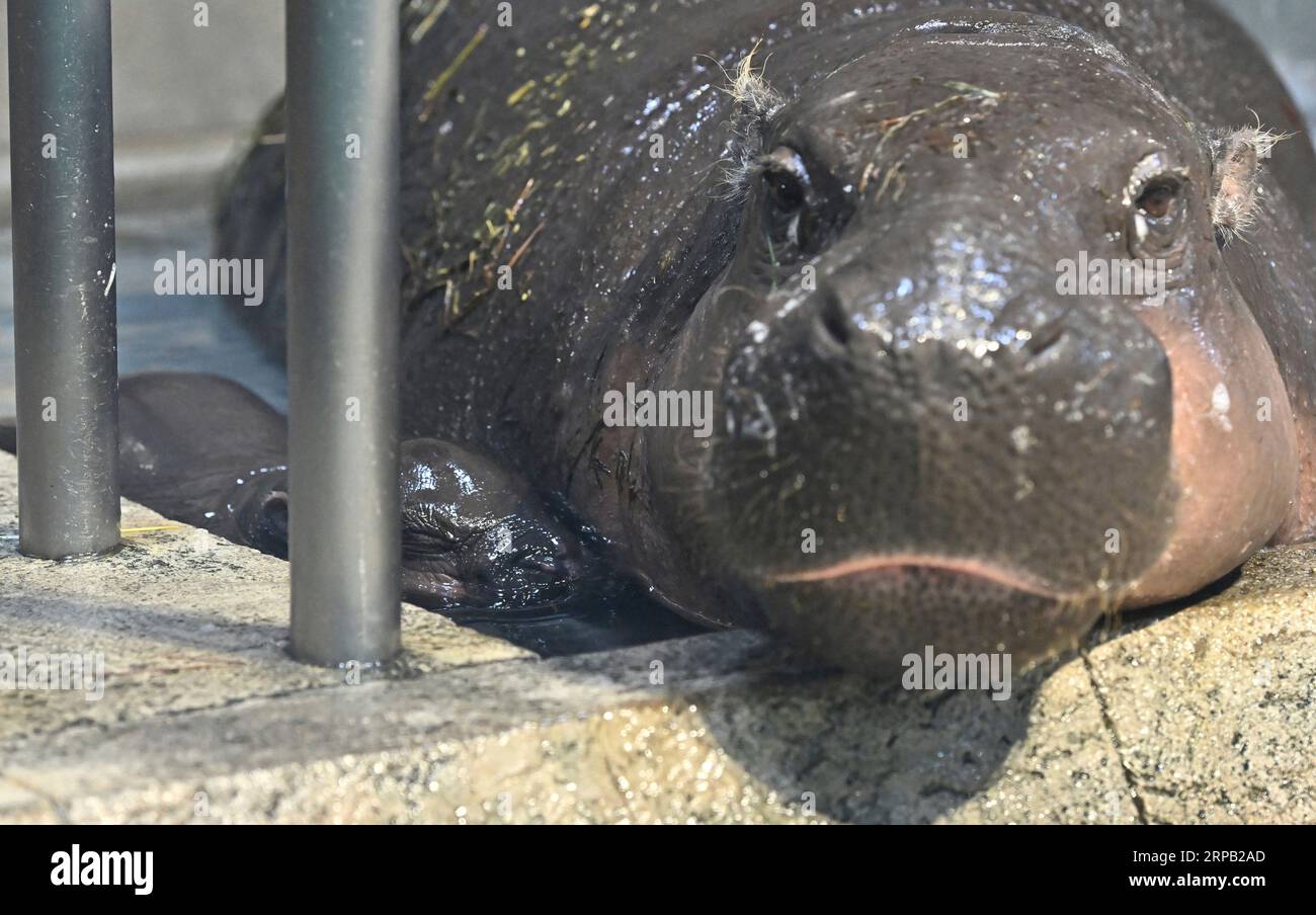 A baby hippopotamas with mother Furufuru are displayed at NIFREL ...