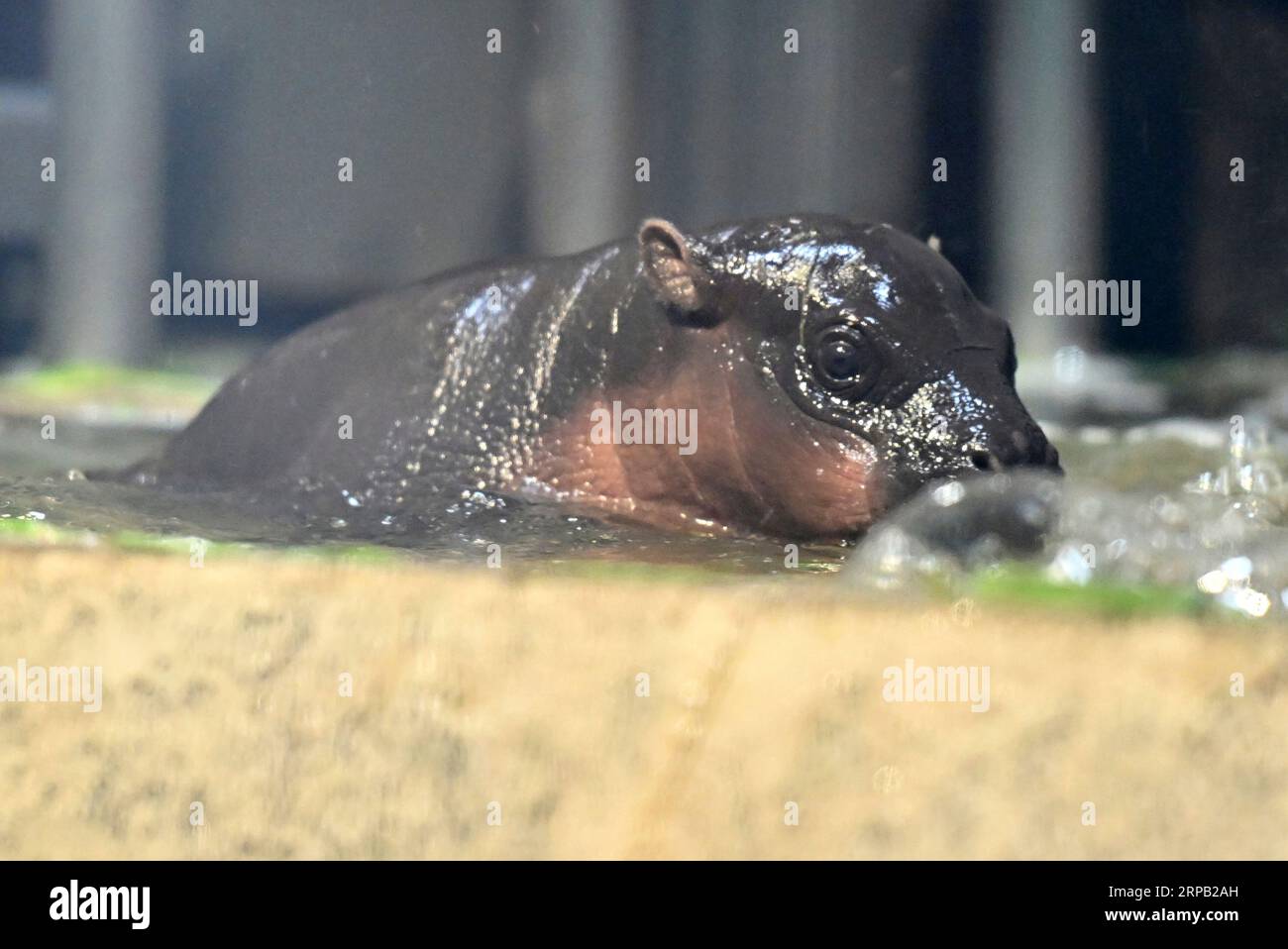A baby hippopotamas is displayed at NIFREL Creature Museum Zoo Aquarium ...