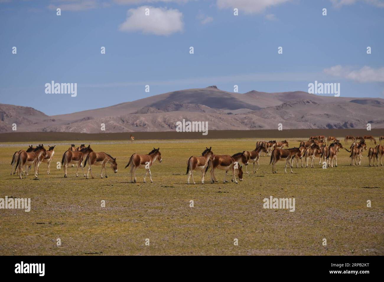Tibetan wild donkeys hi-res stock photography and images - Alamy