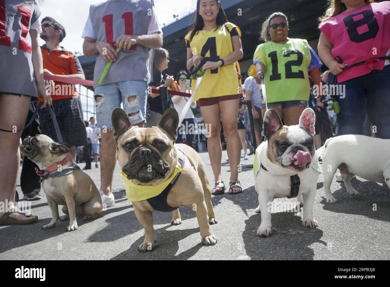 Canada vancouver buldog hi-res stock photography and images - Alamy