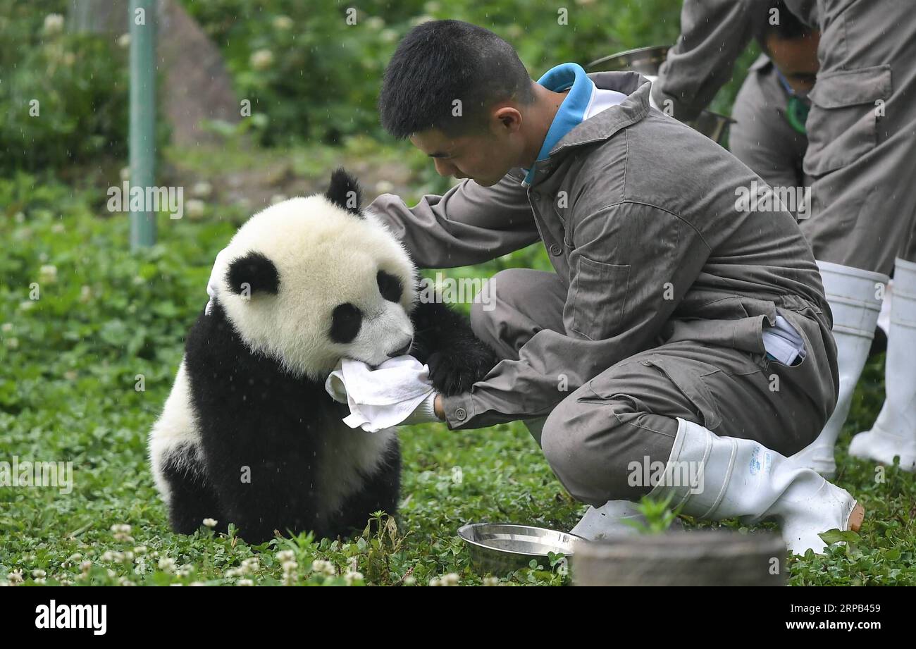 (190527) -- WOLONG, May 27, 2019 (Xinhua) -- A breeder takes care of a ...