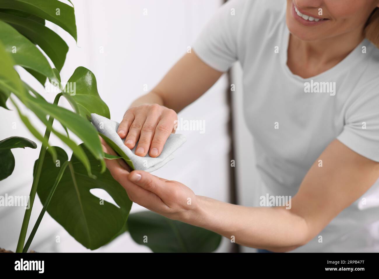 Woman wiping leaves of beautiful houseplant with cloth indoors, closeup ...