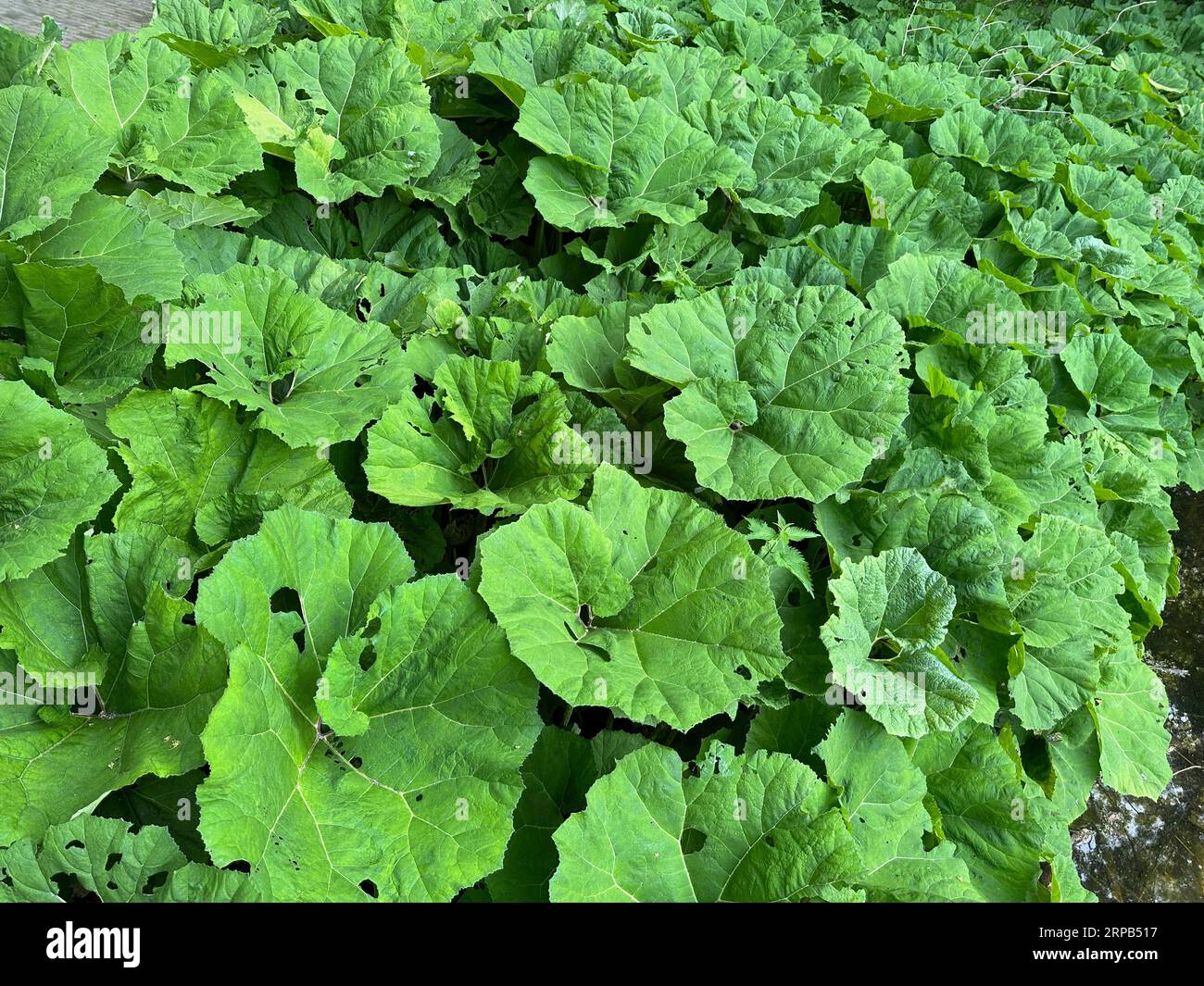 Butterbur plants with green leaves growing outdoors Stock Photo - Alamy