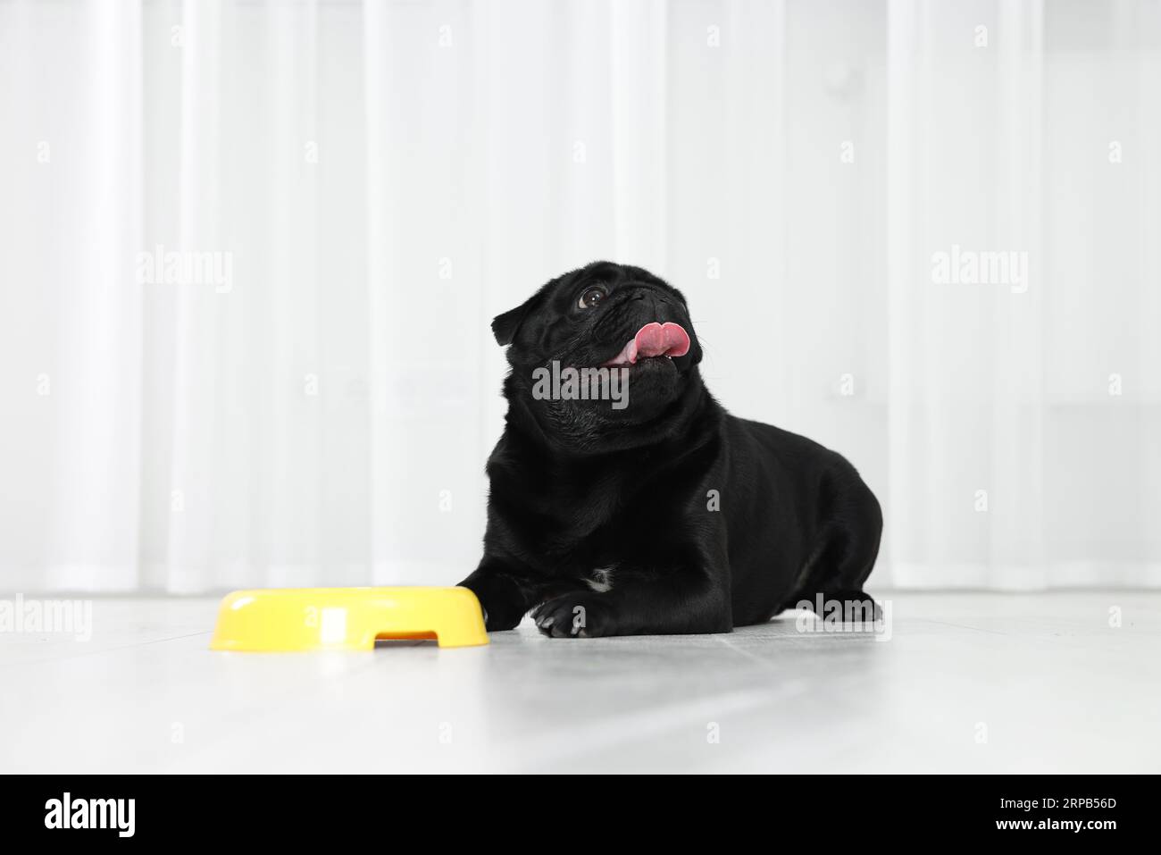 Pug dog eating from bowl hi-res stock photography and images - Alamy