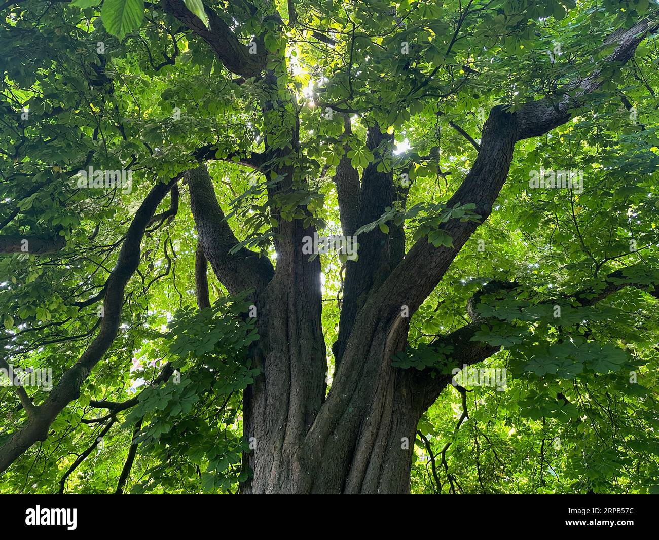 Beautiful chestnut tree with lush green leaves growing outdoors Stock ...