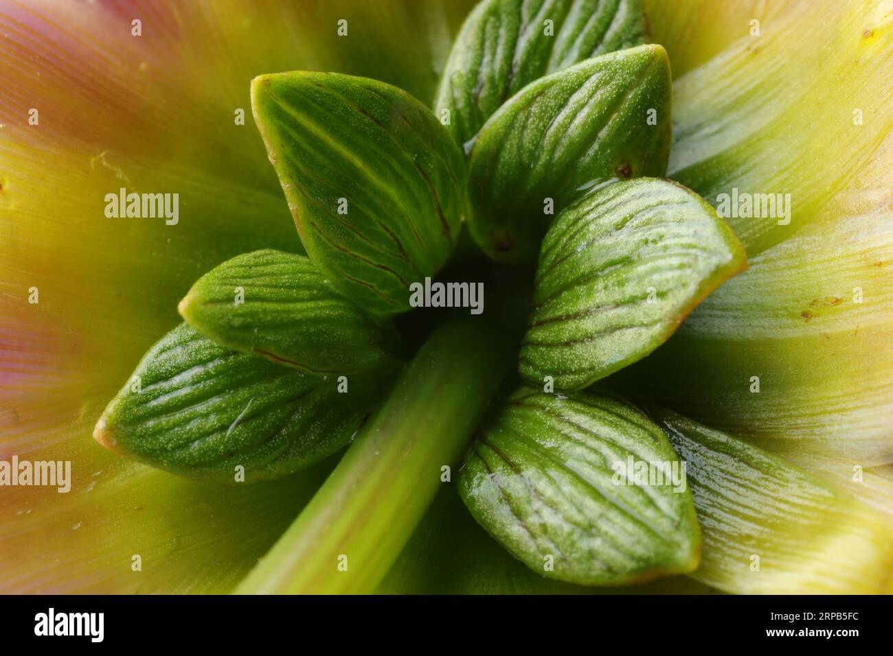 Sepals stalk hi-res stock photography and images - Alamy