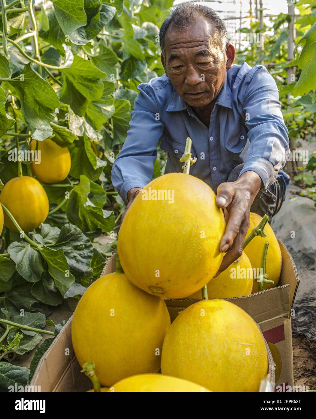 (190529) -- ZAOQIANG, May 29, 2019 (Xinhua) -- A farmer puts harvested ...