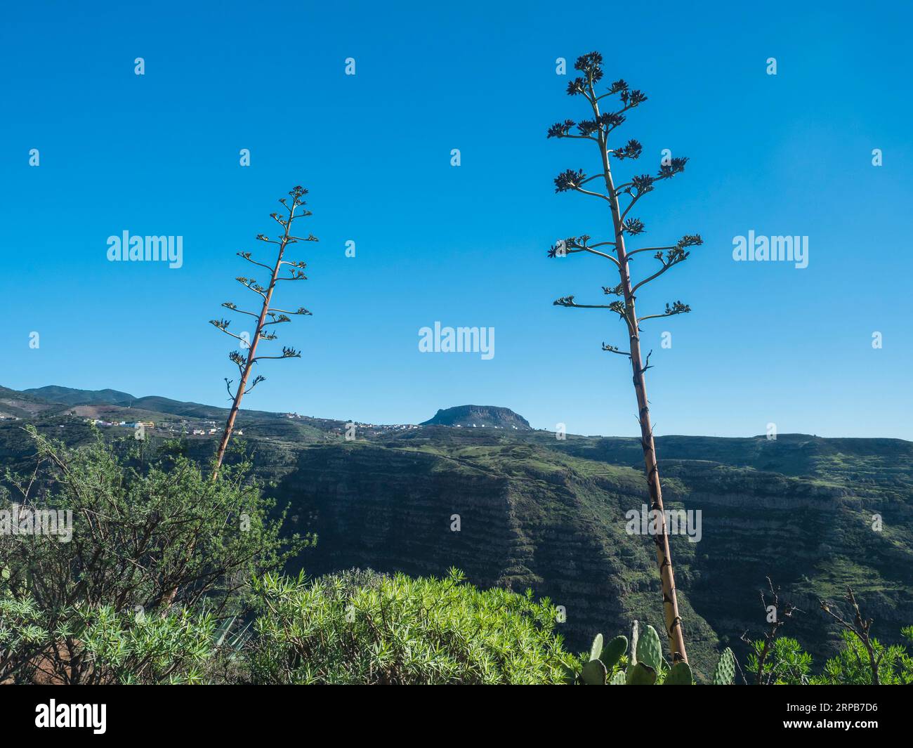 View of walls of Barranco del Agua gorge, mountains, palm trees ...