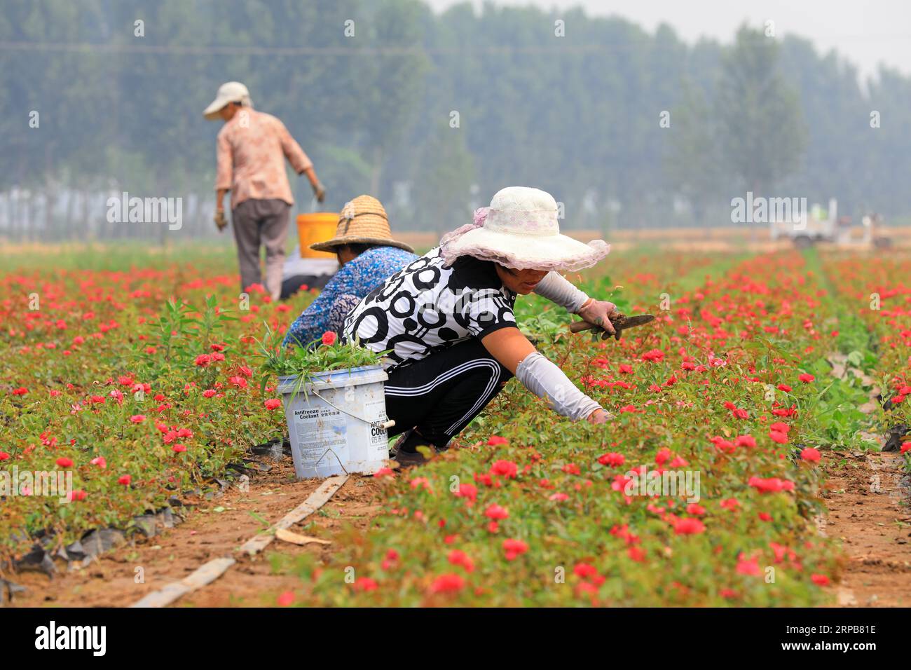 The gardener plowed and weeded in the rose nursery, Luannan County ...
