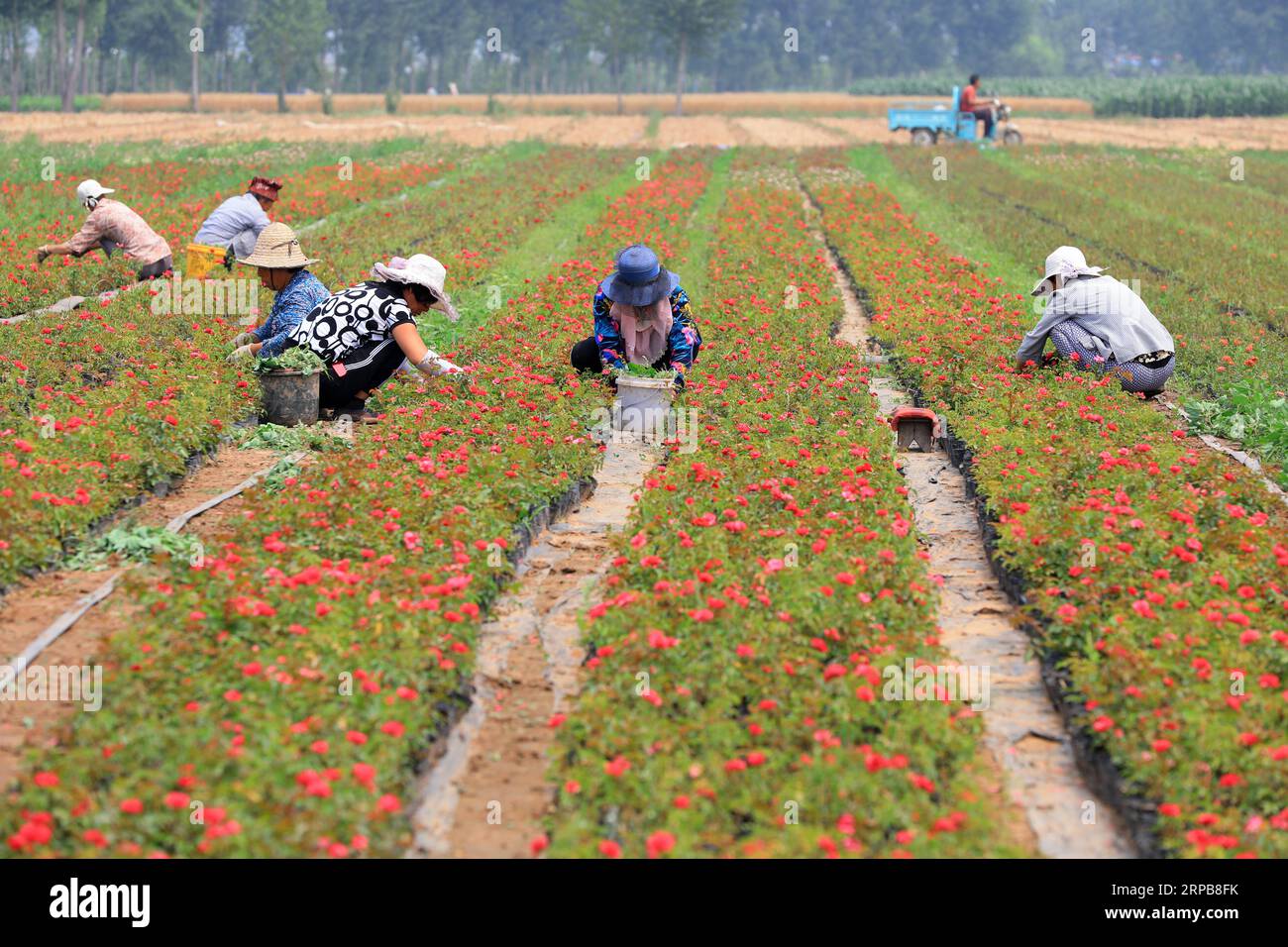 The gardener plowed and weeded in the rose nursery, Luannan County ...
