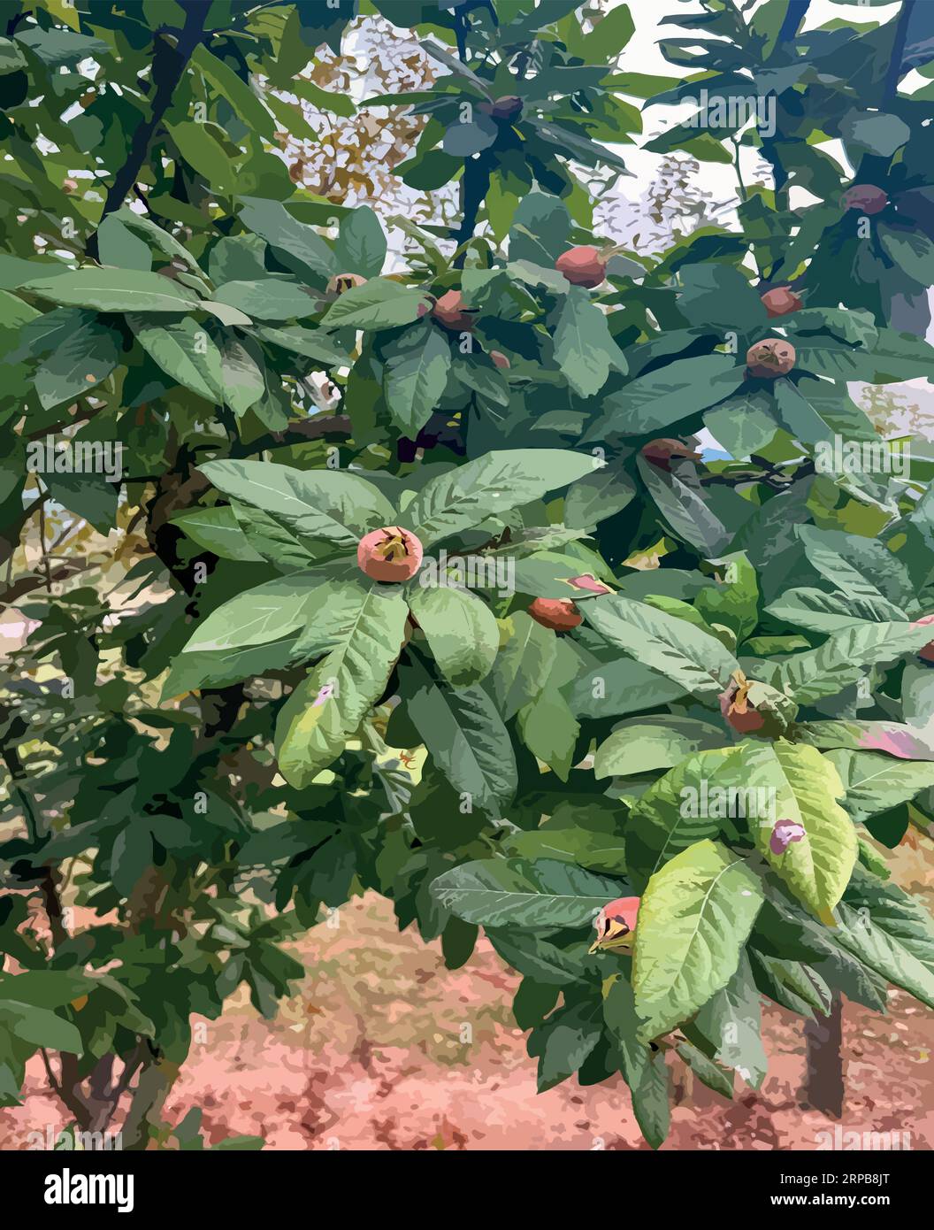 Medlar tree Stock Vector Images - Alamy