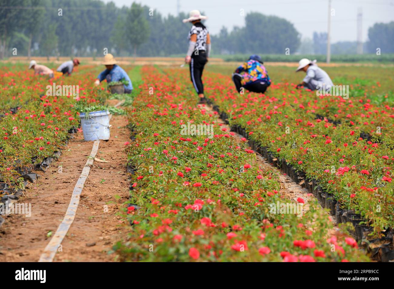 The gardener plowed and weeded in the rose nursery, Luannan County ...