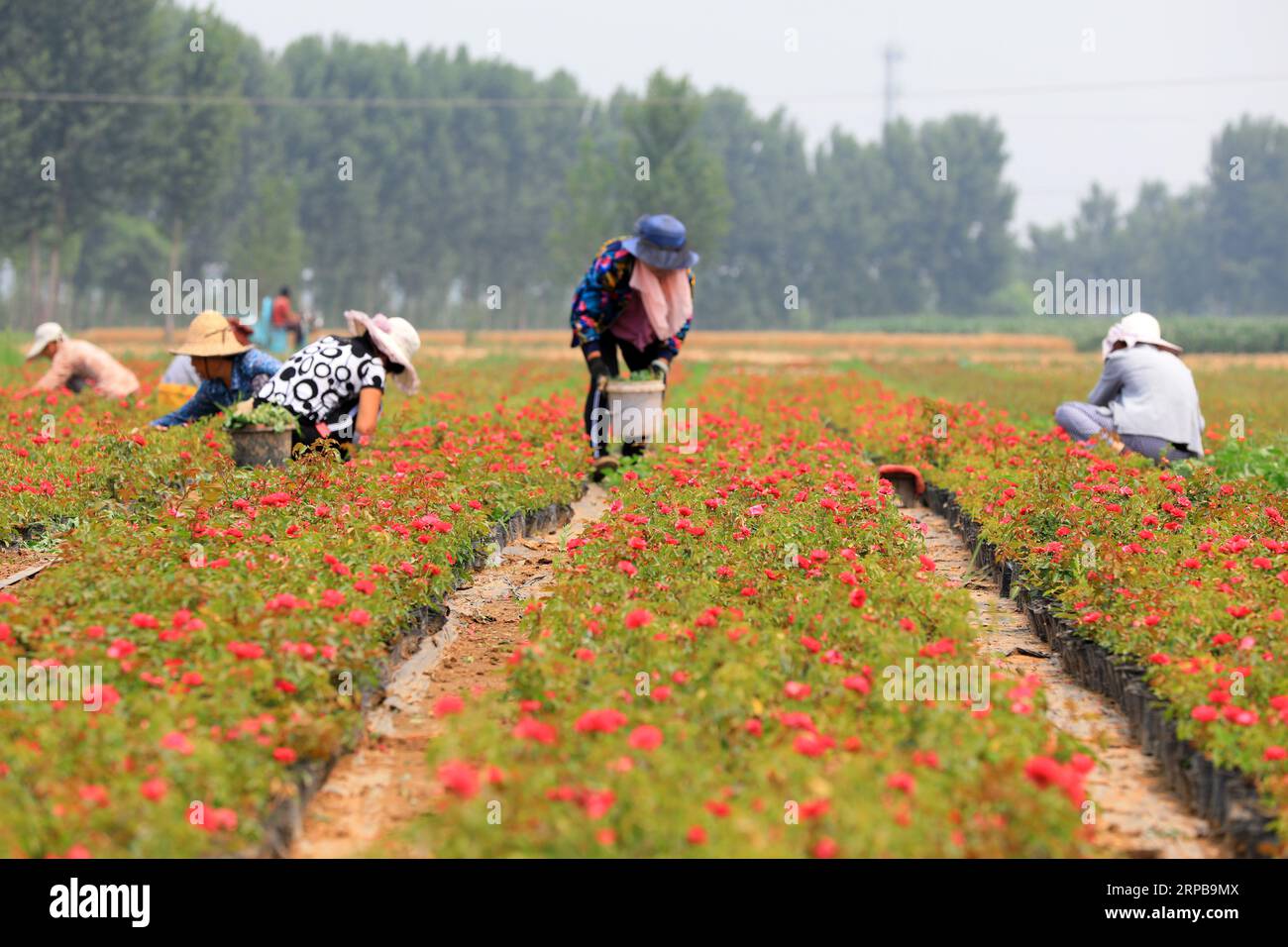The gardener plowed and weeded in the rose nursery, Luannan County ...
