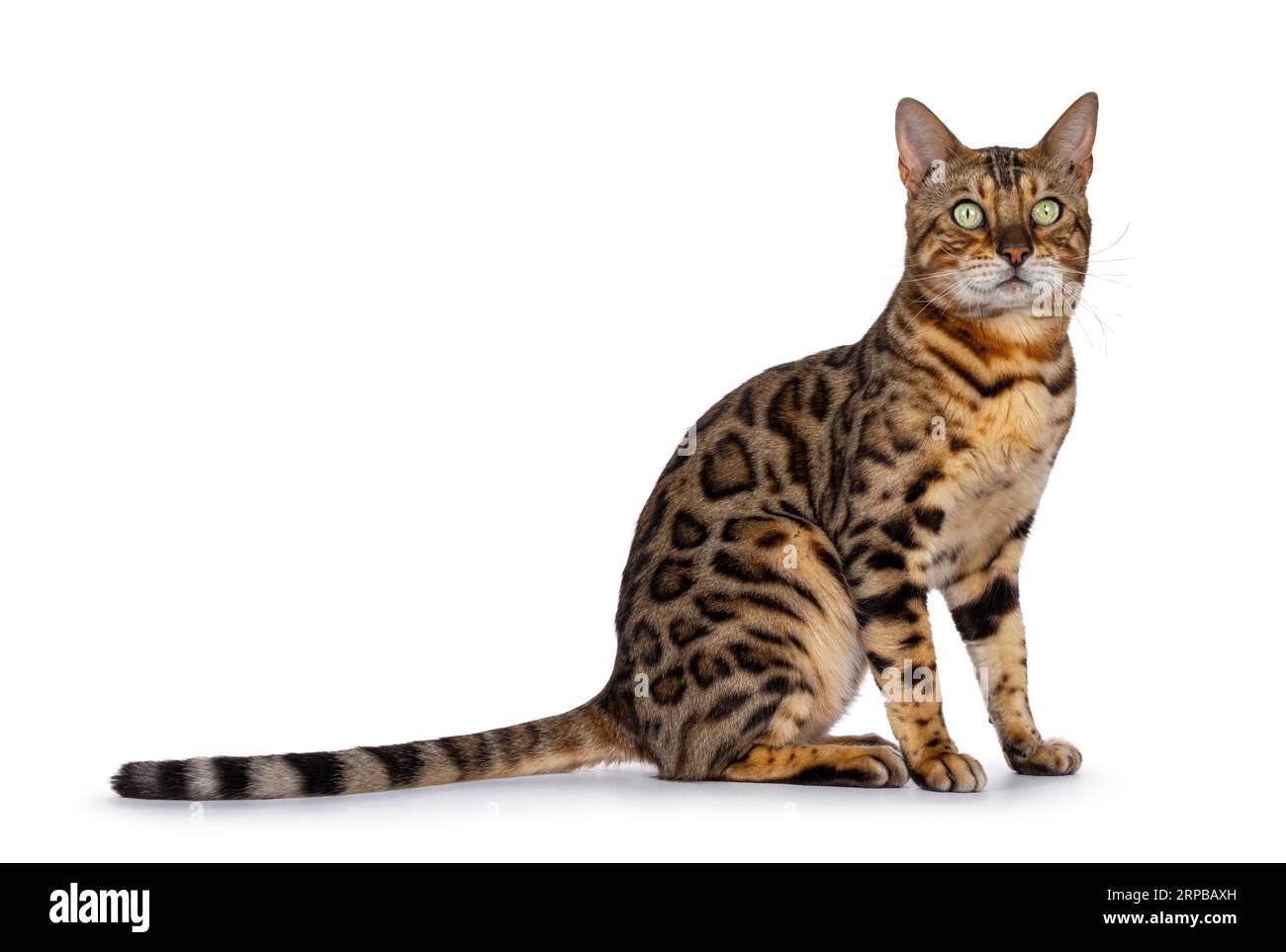 Handsome shiny male bengal cat hi-res stock photography and images - Alamy