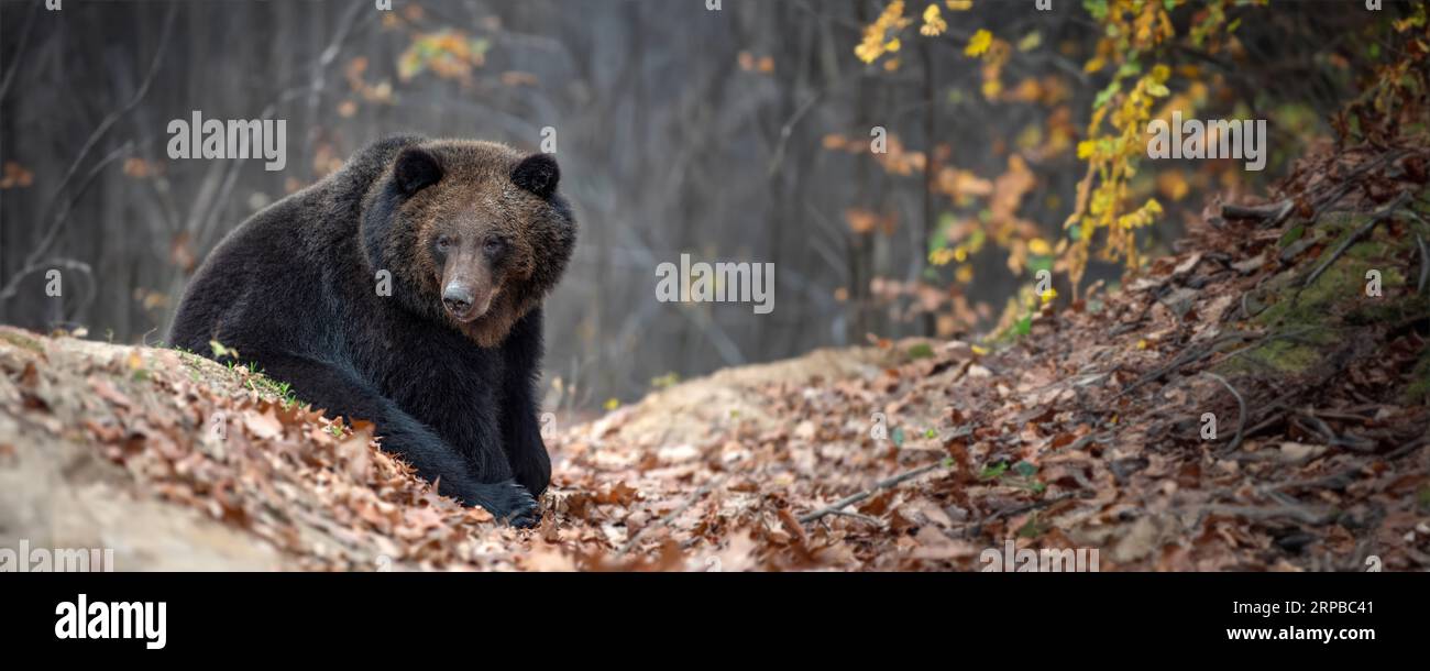 Bear in autumn forest. Ursus arctos, fall colours. Dangerous animal in ...