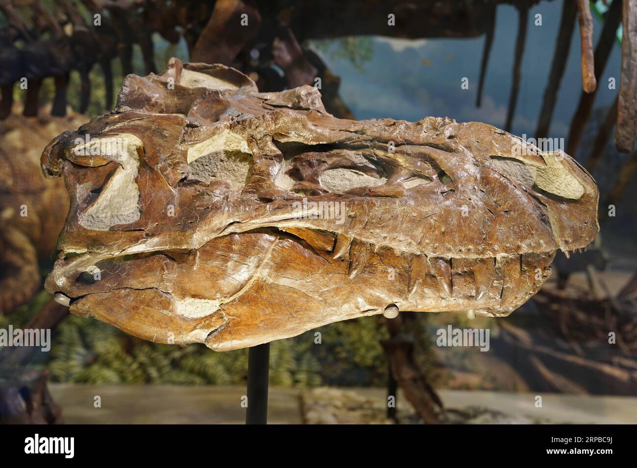 Tyrannosaurus rex fossil david hi-res stock photography and images - Alamy