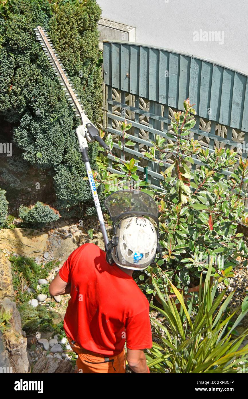 Arborist back view man at work trimming and cutting mixed hedge wearing ...