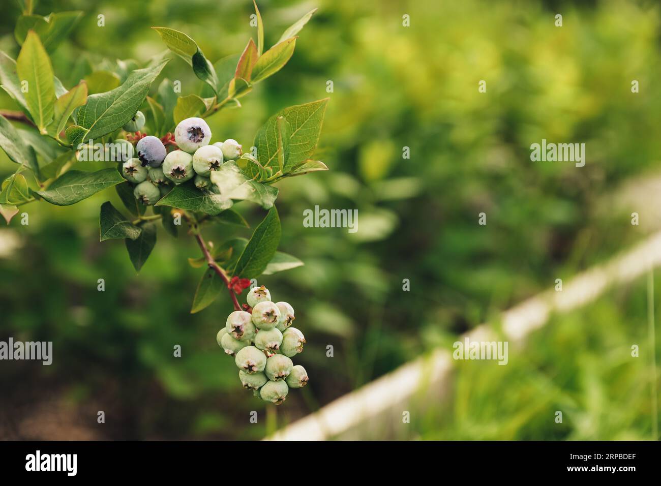 Presenting various stages hi-res stock photography and images - Alamy
