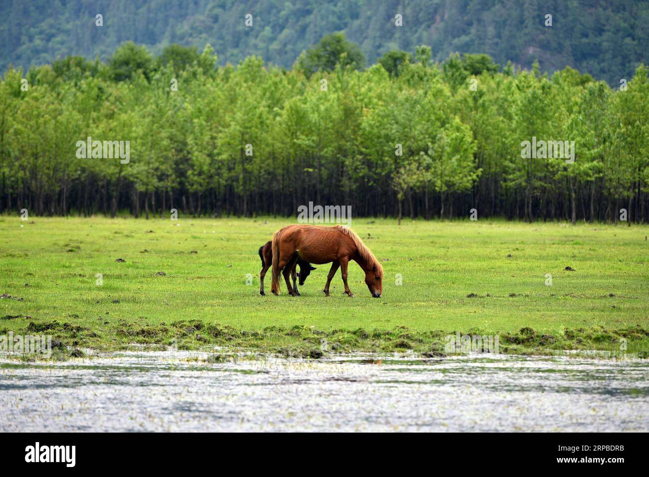 Best terms horse hi-res stock photography and images - Alamy