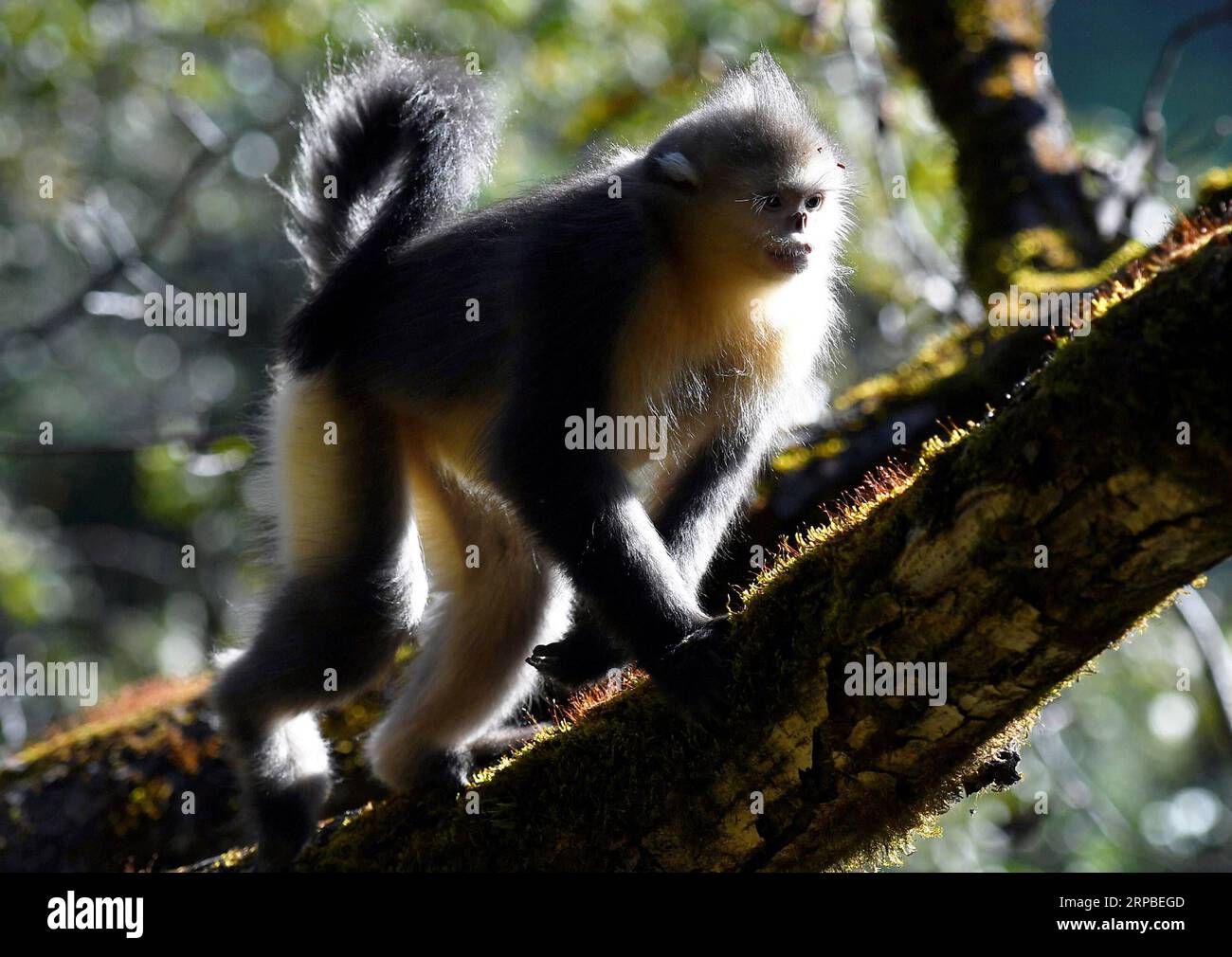 Changshan hi-res stock photography and images - Alamy