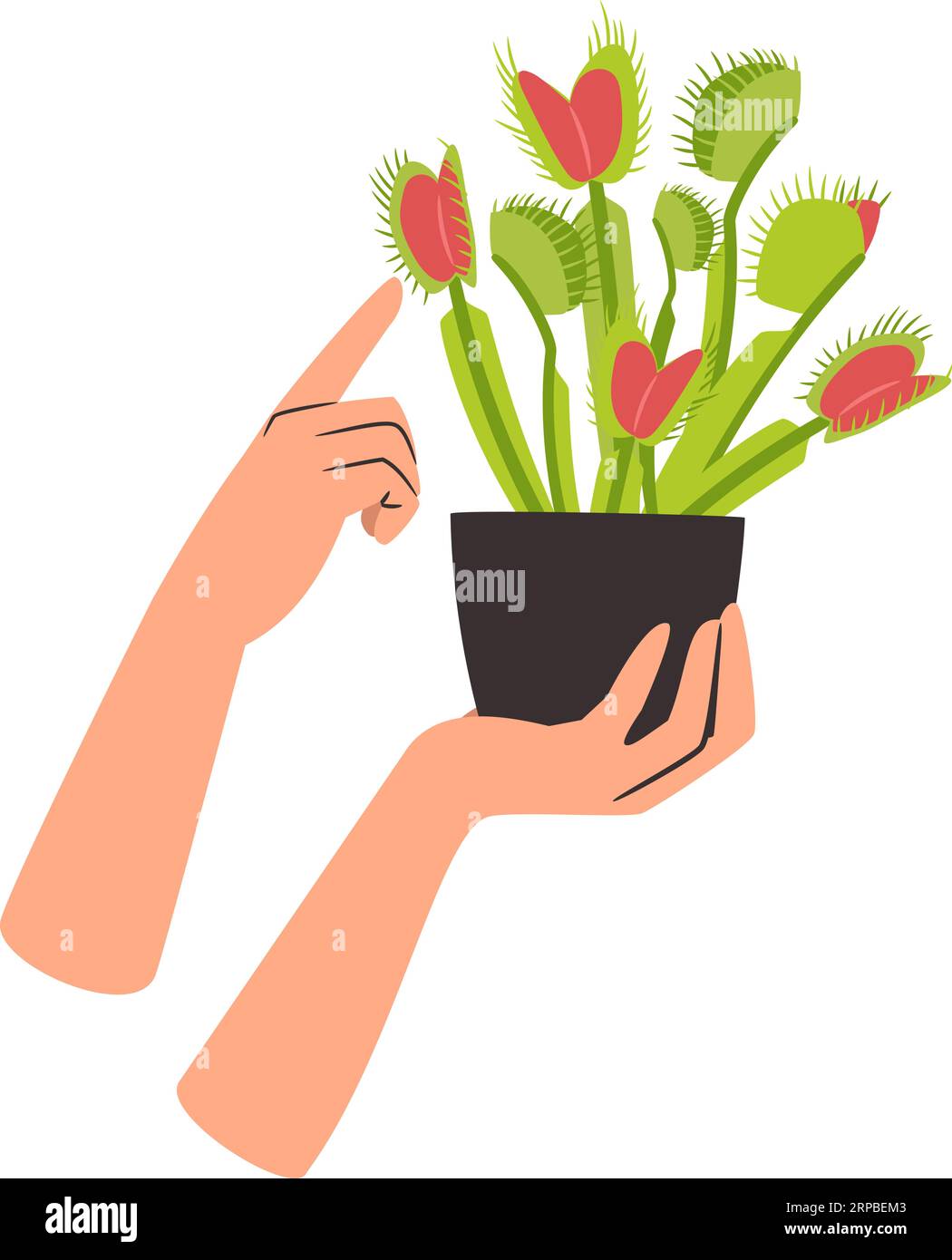 Houseplant carnivorous Venus flytrap in a flower pot with womans hands ...